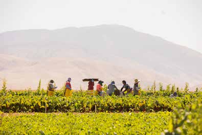 California Farmworker Foundation